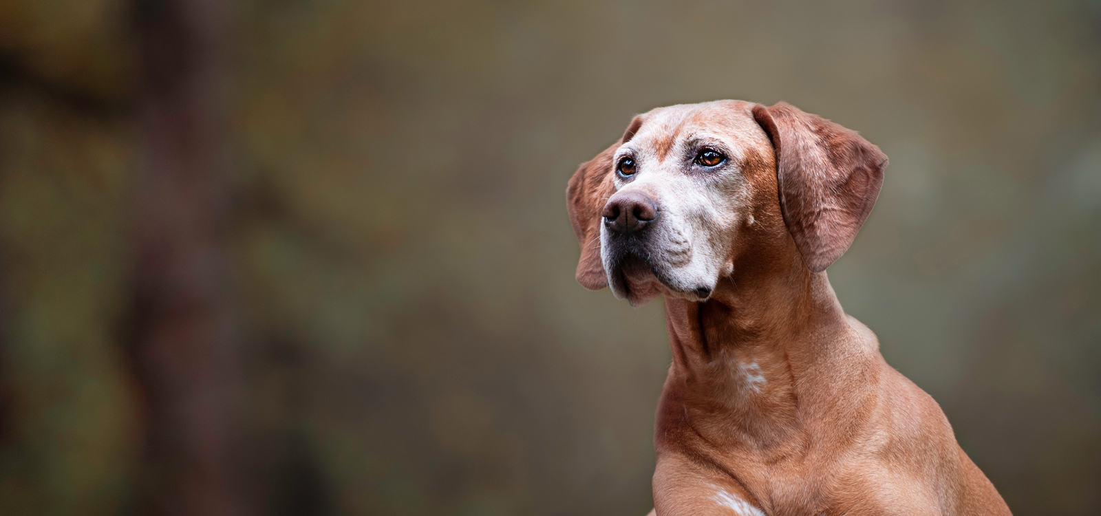 News | Pet Health Trends & Education | VetriScience Pro Line